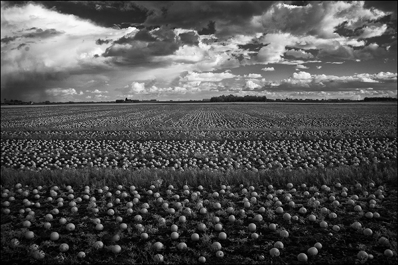 Barry Freeman/Fenland Pumpkin Field