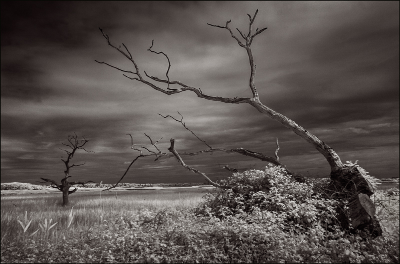 Barry Freeman/Iken cliffs dead trees