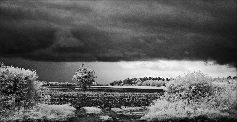 Wingfield 2015/Storm Cloud over Oak Tree